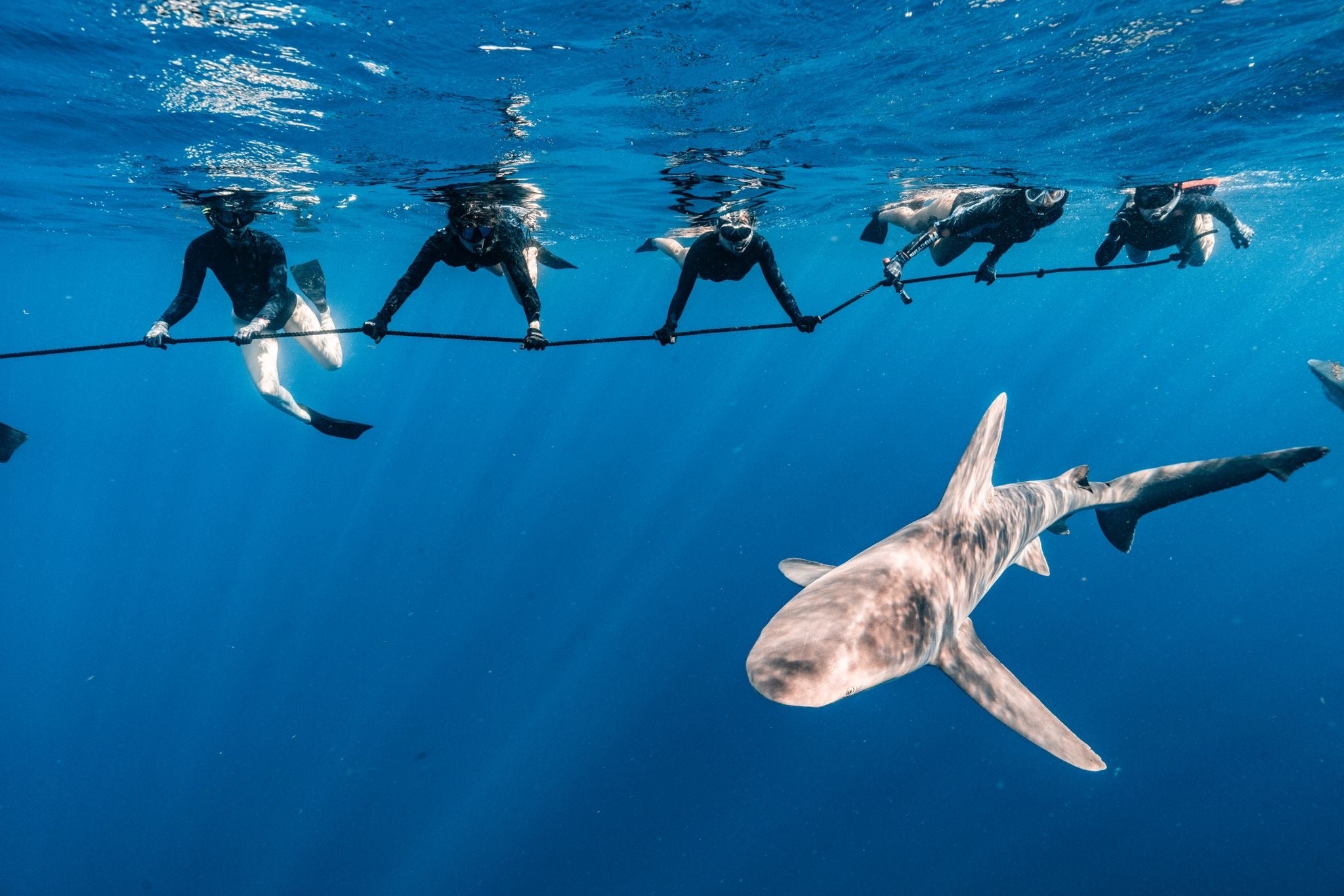 Dive into Conservation: Recapping Our Immersive Shark Adventure – The ...
